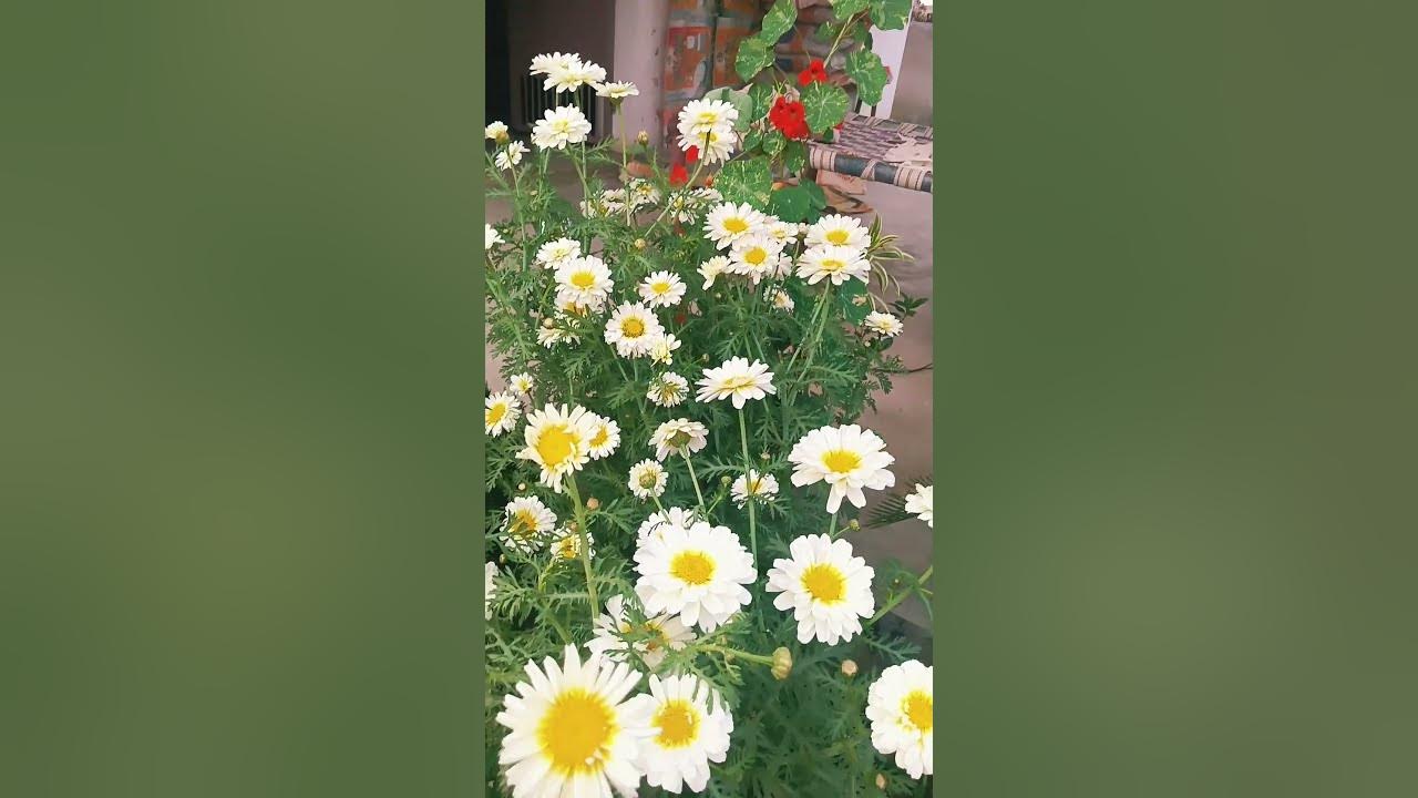 Mere garden me gajab flowers #beautifulnature #garden #beautifulterracegarden #cat - YouTube