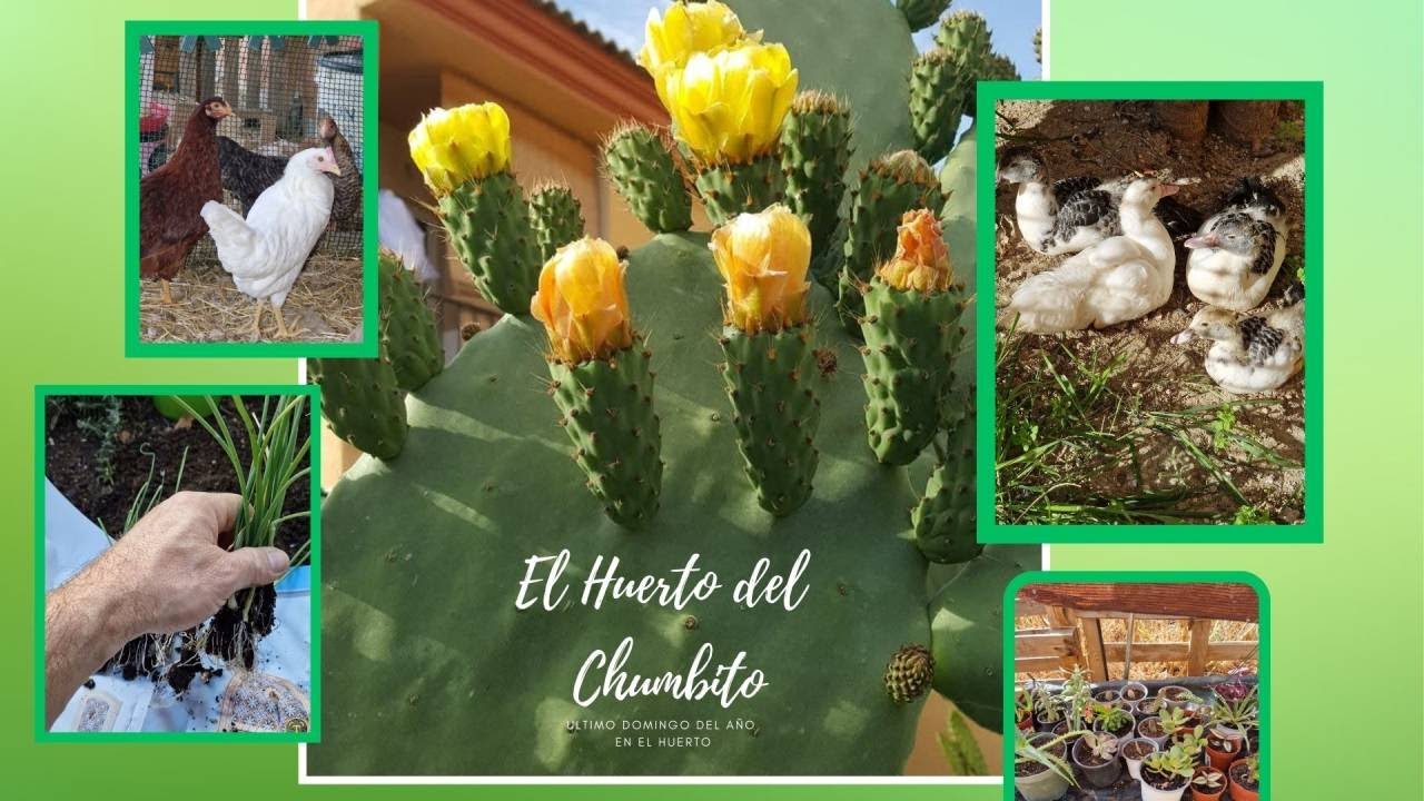 El ultimo Domingo del año en el huerto del Chumbito - YouTube