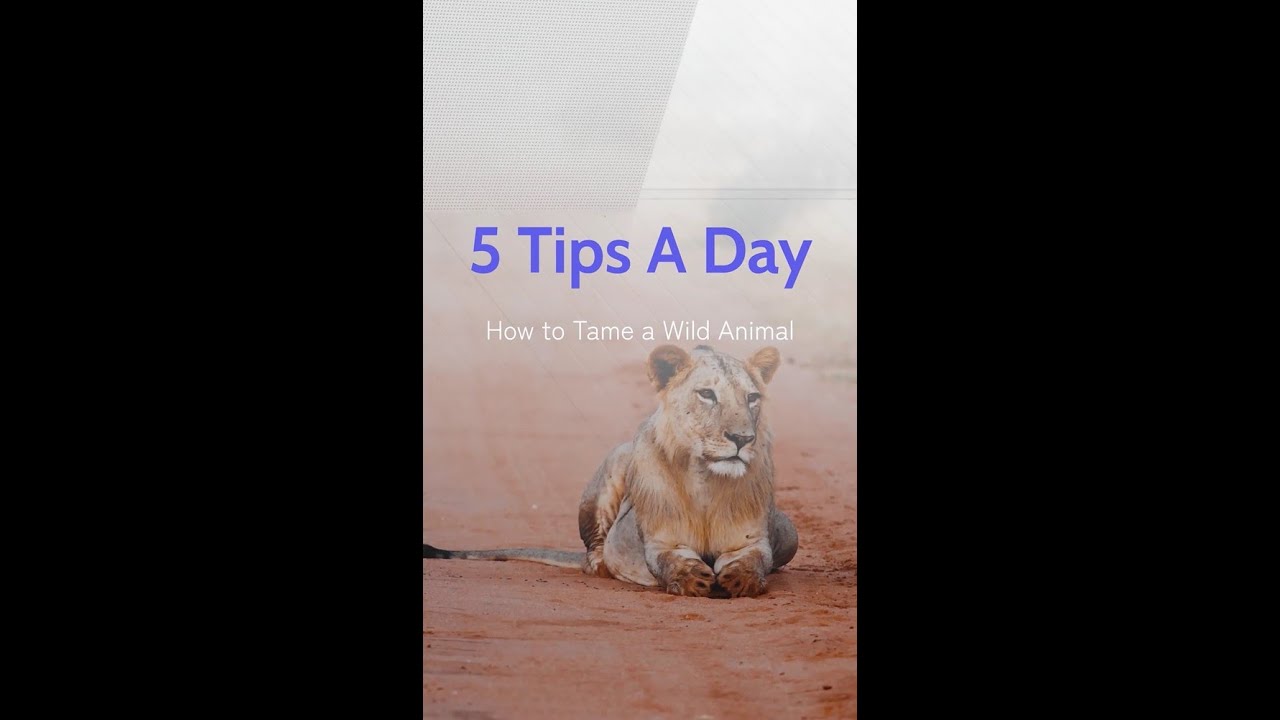 5 Tips a Day: How to Tame a Wild Animal｜National Geographic｜Lion ...