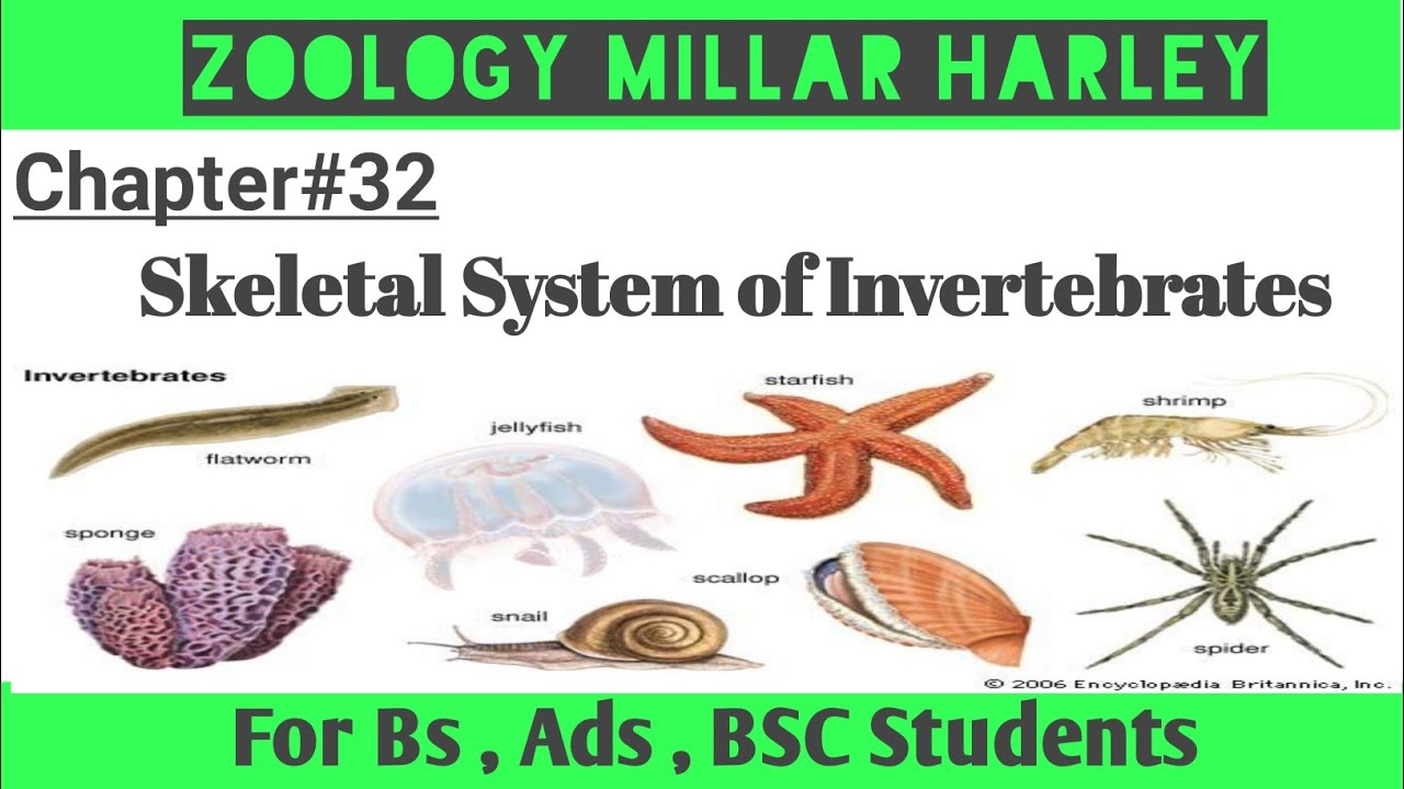 Exoskeleton | Endoskeleton | Skeletal system of invertebrates |Millar ...