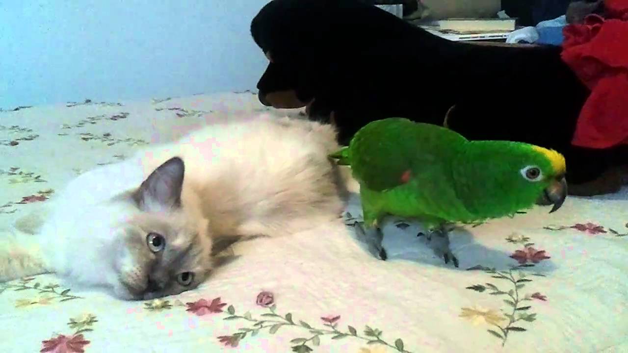 Amazon parrot preening persian kitten - YouTube