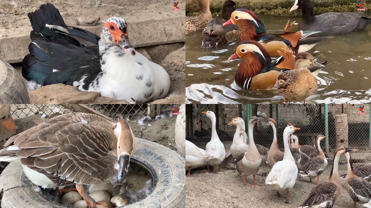 Muslim Breeding Farm Visit | Ducks, Mugs, Mandarin Ducks and more | M ...