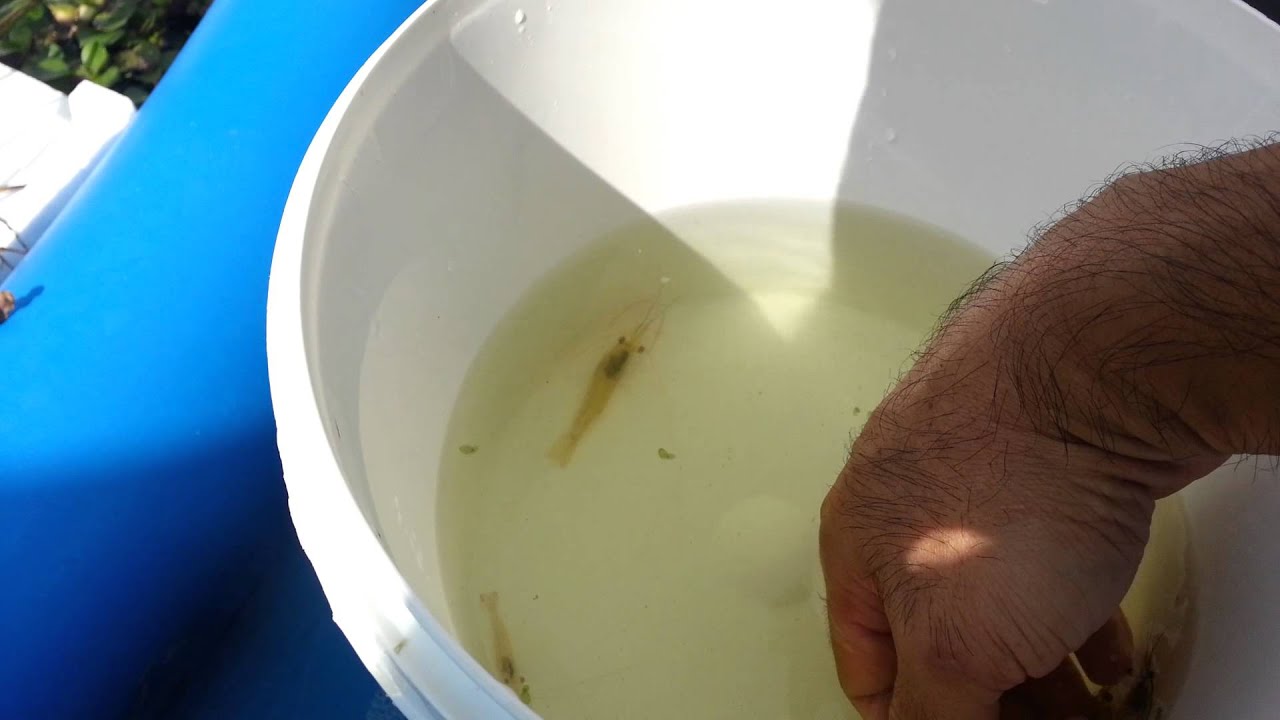 Stocking Freshwater Prawns-Update - YouTube
