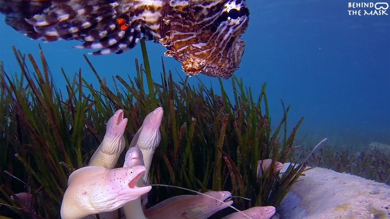 Geometric Moray (Gymnothorax griseus) - YouTube