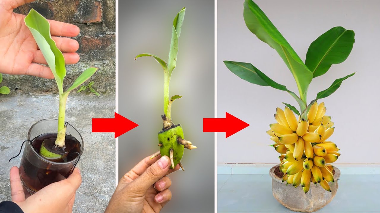 Fruit tree growing techniques, 3 methods of propagating fast-growing ...