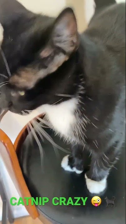 CATNIP CRAZY 😜 🐈‍⬛#catshorts #ytshorts #cat #youtubeshorts - YouTube