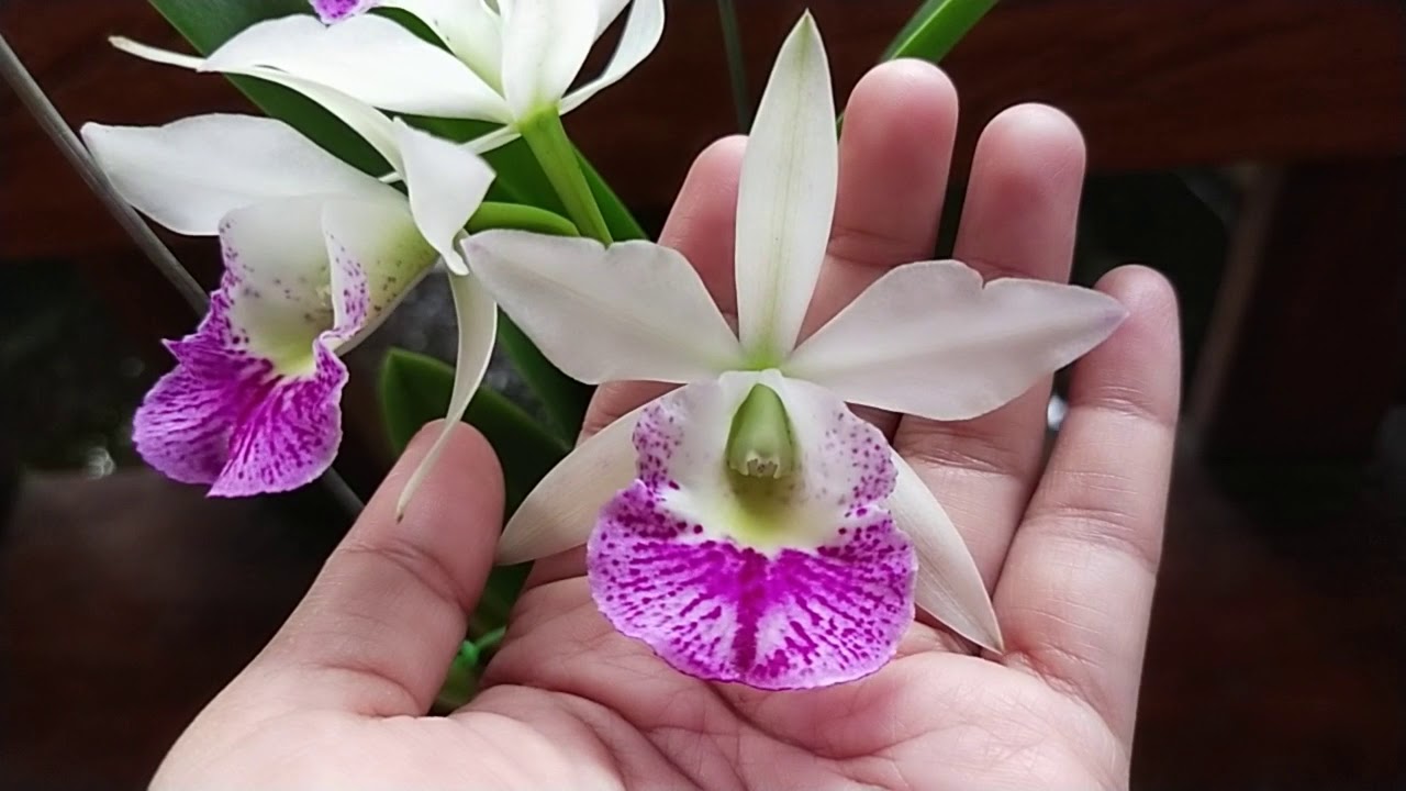Blc. Hawaii Stars 'Only One' - YouTube