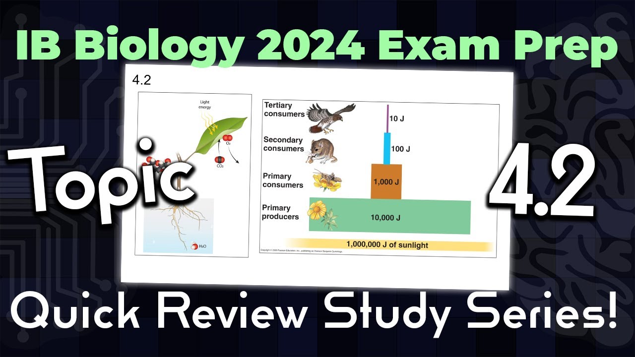 IB Bio 2024 QUICK REVIEW - Topic 4.2: Energy Flow - YouTube