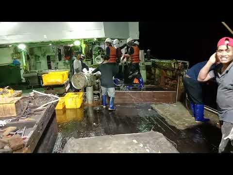 Proses potong pancing kapal longline#longlinefishing#cara memotong ikan ...