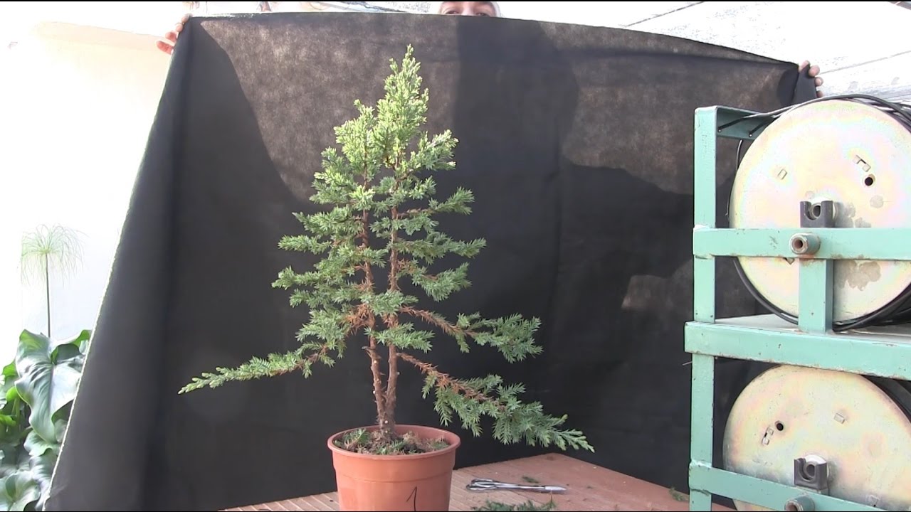 Cómo hacer un bosque bonsai - Árbol principal - YouTube