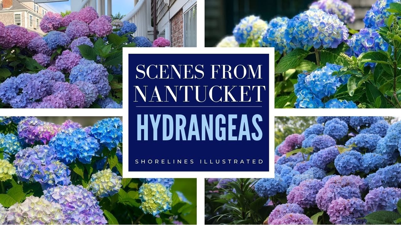 Hydrangeas on Nantucket | New England Summer's Best Blooms - YouTube