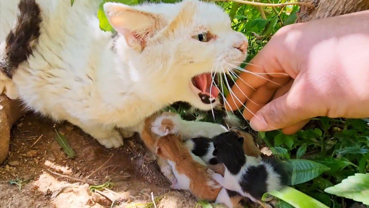 Angry stray mother cat ask for help! - YouTube