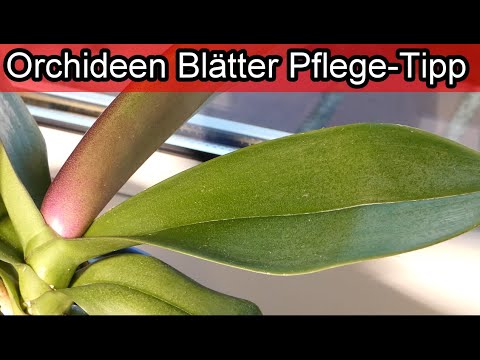 Orchideen Neue Blatter Verkruppelt
