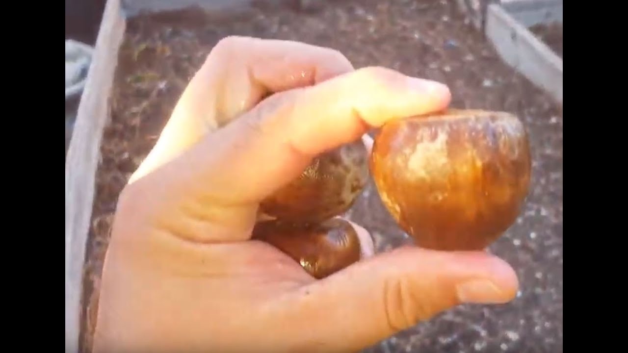 Planting Burr Oak Acorns - YouTube
