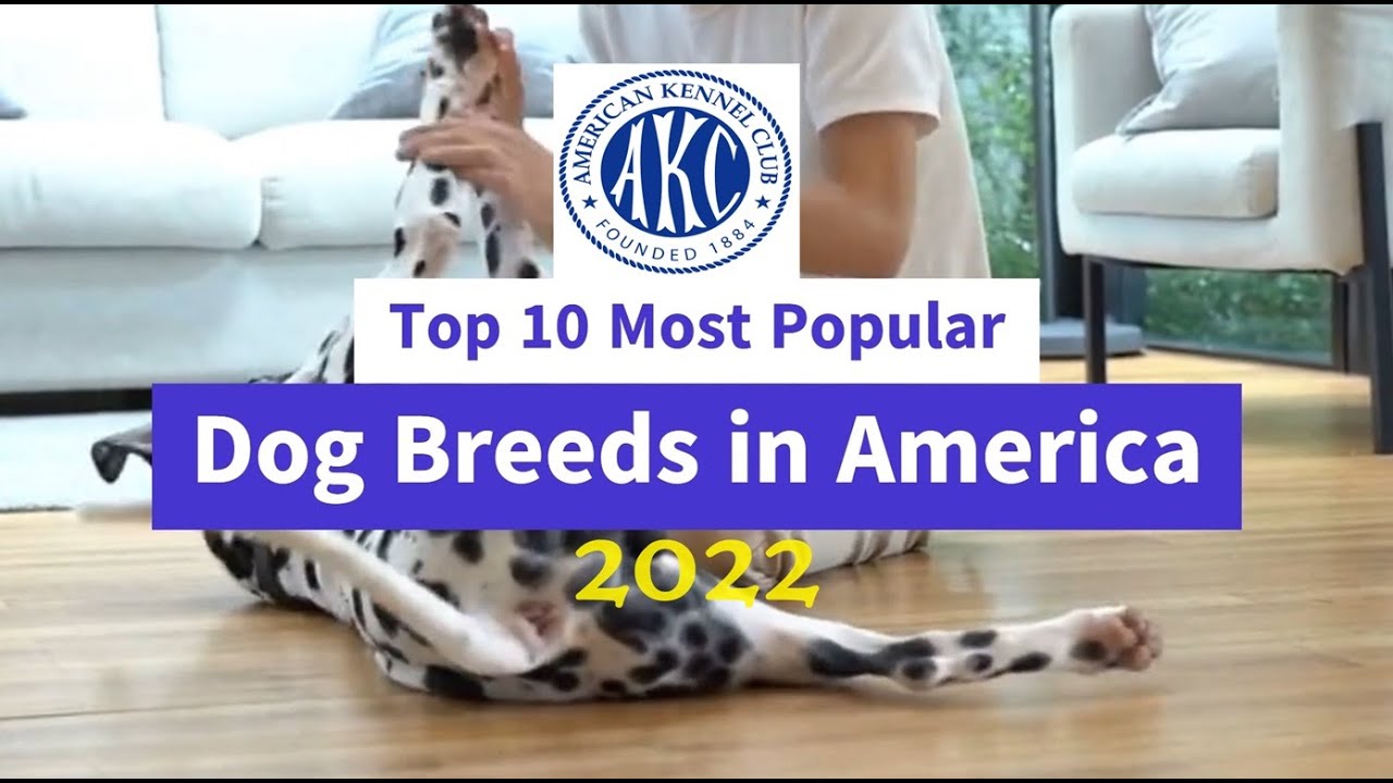 American Kennel Club's (AKC) Top 10 Most Popular Dog Breeds of 2022 ...