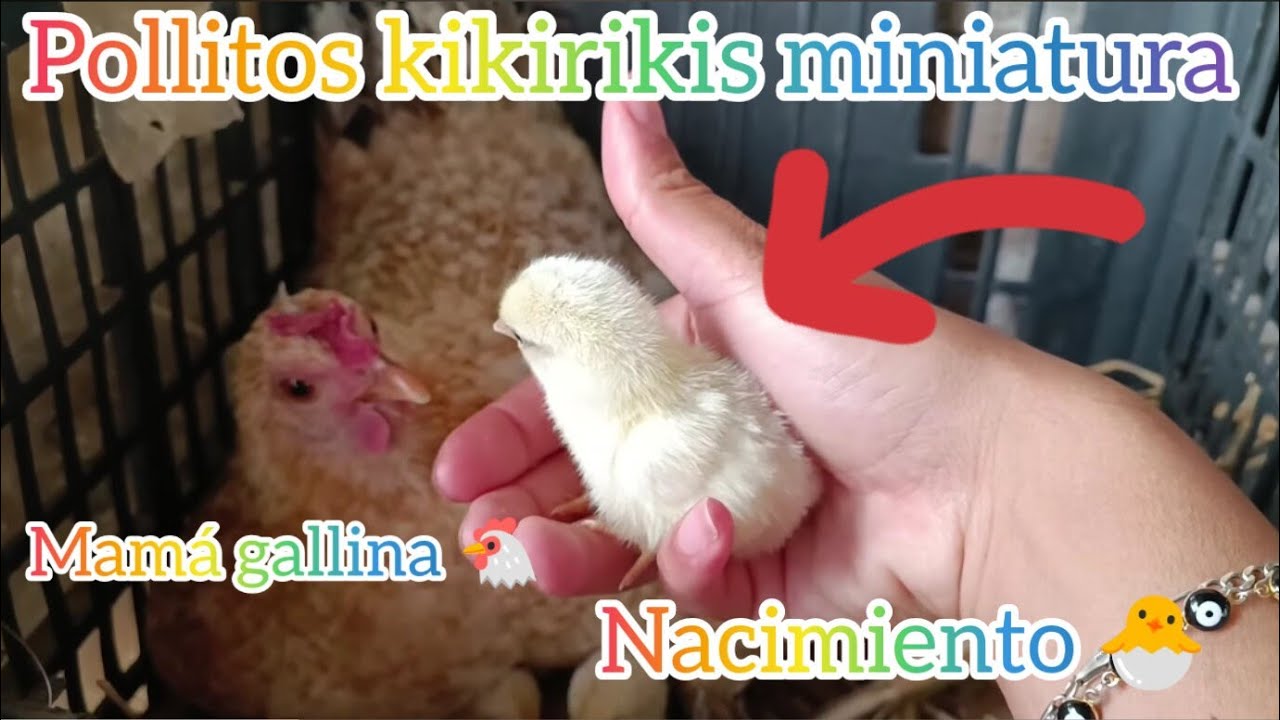 Ya!!! Nacieron los POLLITOS de Piña 😍los piñitos te enseño a hacer ...