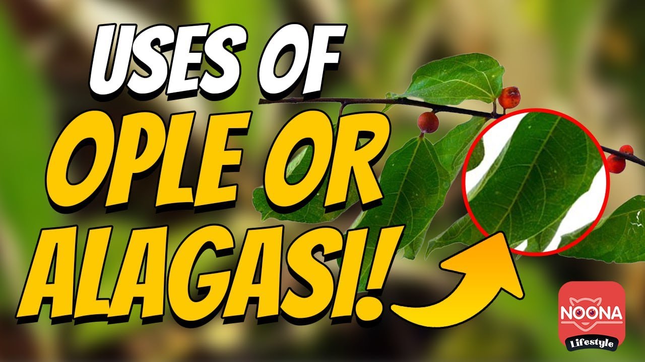 NOONA LIFESTYLE EP. 128 [ USES OF ALAGASI ] - YouTube