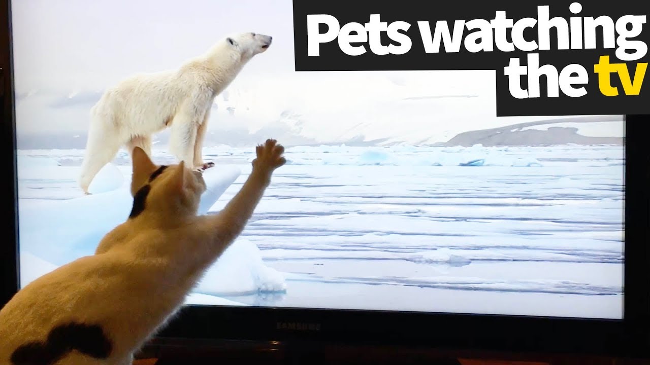 Pets Watching TV Compilation | Pets Being Hilarious - YouTube