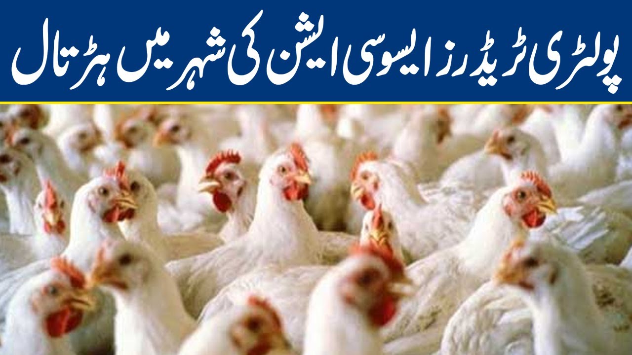 Poultry dealers go on strike in Lahore - YouTube