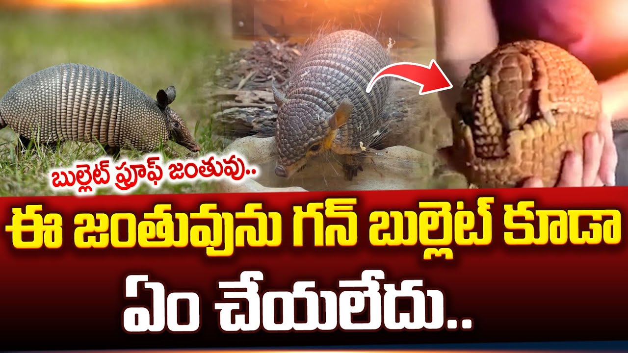 బుల్లెట్ ప్రూఫ్‌ జంతువు.. | Armadillo bulletproof Animal | Latest ...