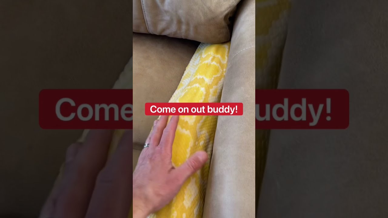 GIANT PYTHON STUCK IN COUCH!!! #shorts - YouTube