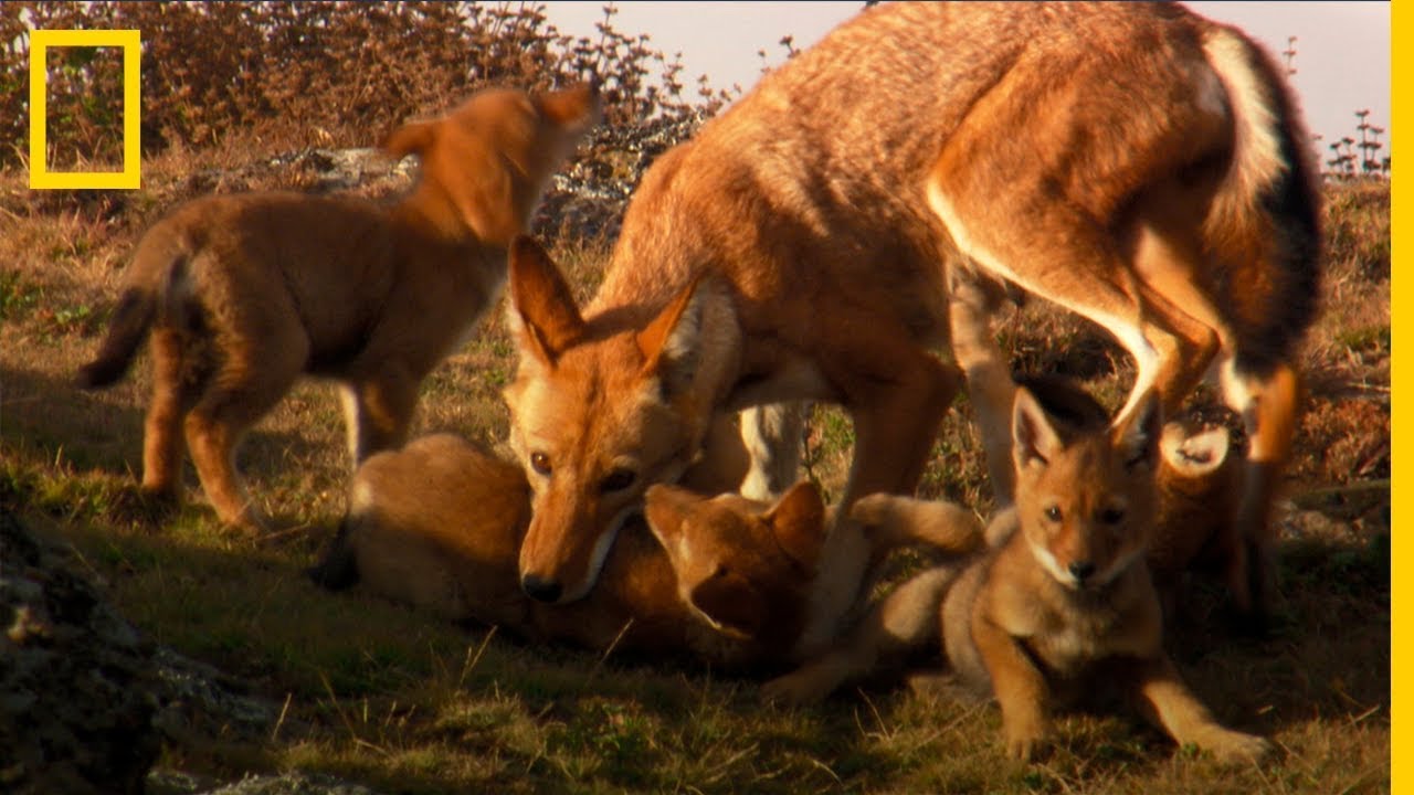El LOBO Etíope, uno de los CARNÍVOROS más raros del PLANETA | National ...