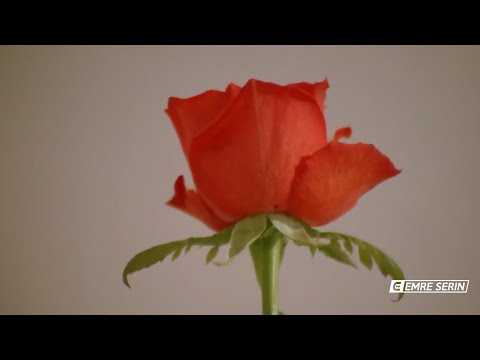 Ferdi Özbeğen - Gurbette Sevgilim ( Emre Serin Remix )