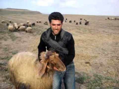 Aslan koş kulaklara dikkat!