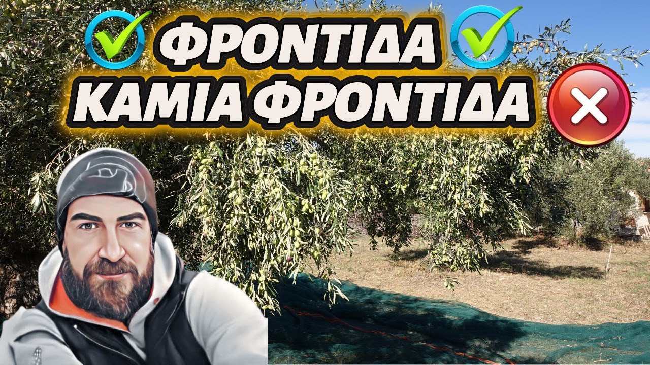 🫒ΕΛΙΑ 🫒ΨΕΚΑΣΜΟΙ & ΦΡΟΝΤΙΔΕΣ 🆚 ΚΑΘΟΛΟΥ ΦΡΟΝΤΙΔΑ #μαθαίνοντασ_για_την ...