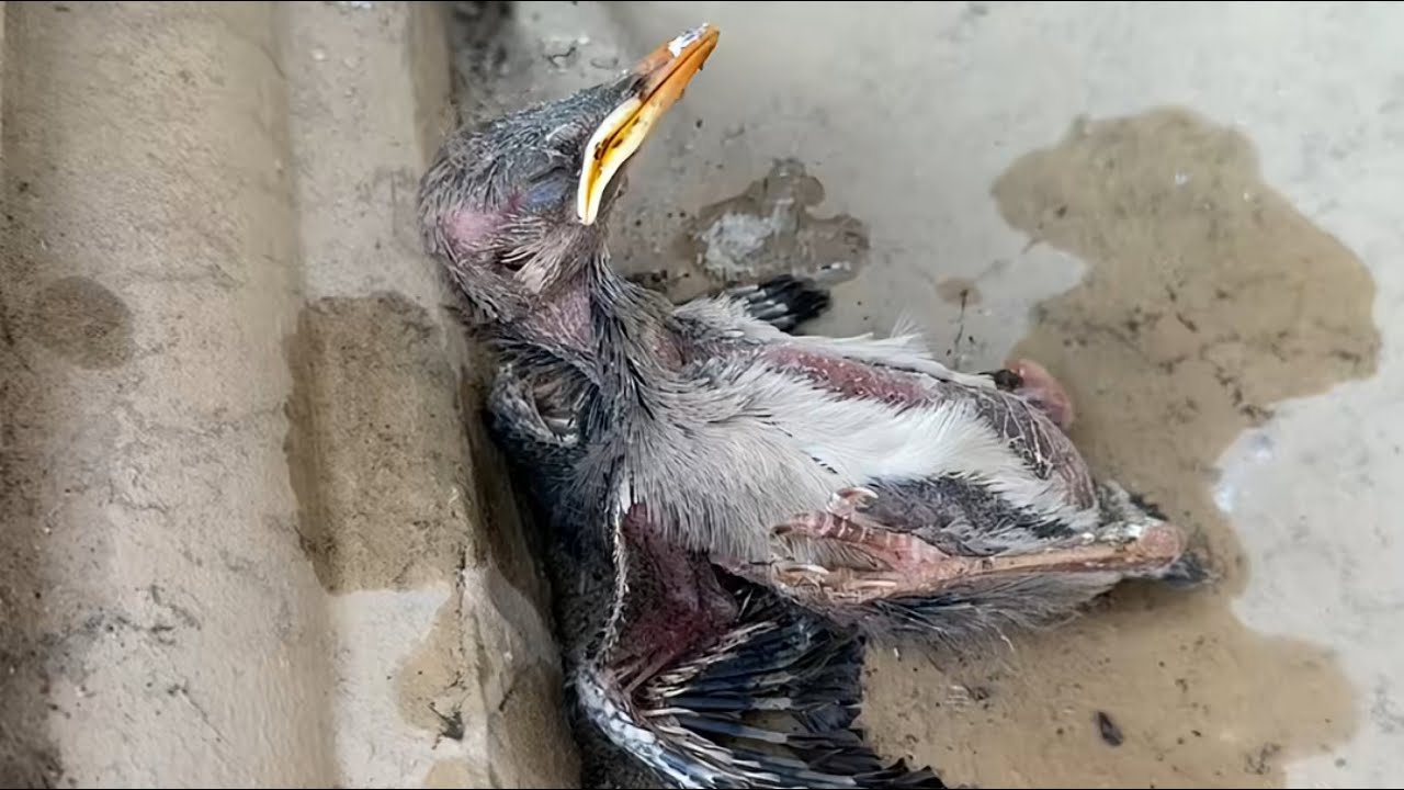 A baby bird fell to the ground, barely alive in the scorching 40°C heat ...