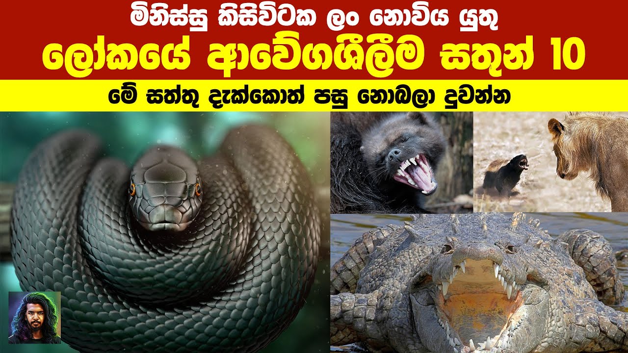 ලෝකයේ ආවේගශීලීම සතුන් 10 | Most Impulsive Animals in the world - YouTube