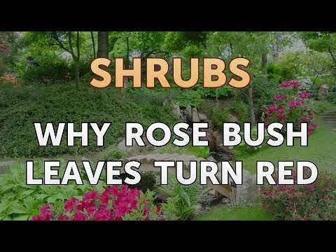 What Causes Leaves To Turn Red On Rose Bushes