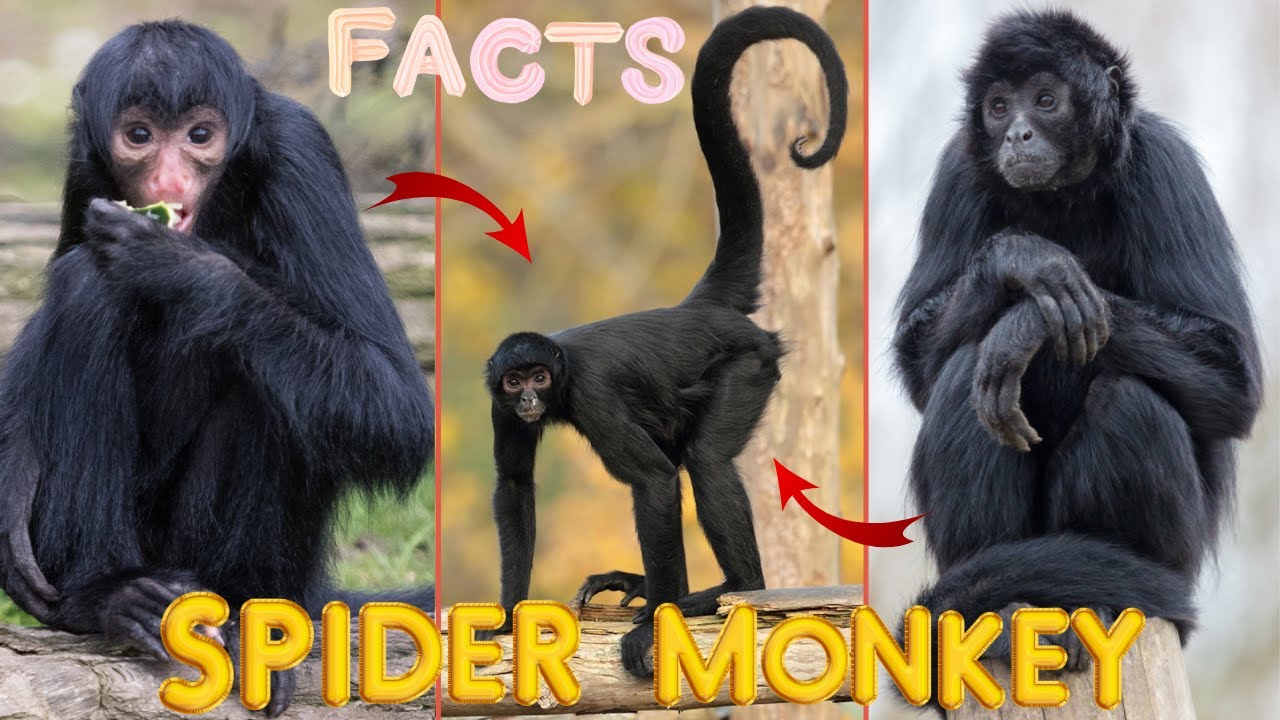 Spider Monkeys // Facts, Habitat, And Acting Behavior Like Humans - YouTube