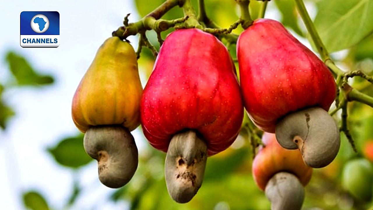 Community Report: Isanlu-Isin Boasts Of Robust Cashew Plantation - YouTube