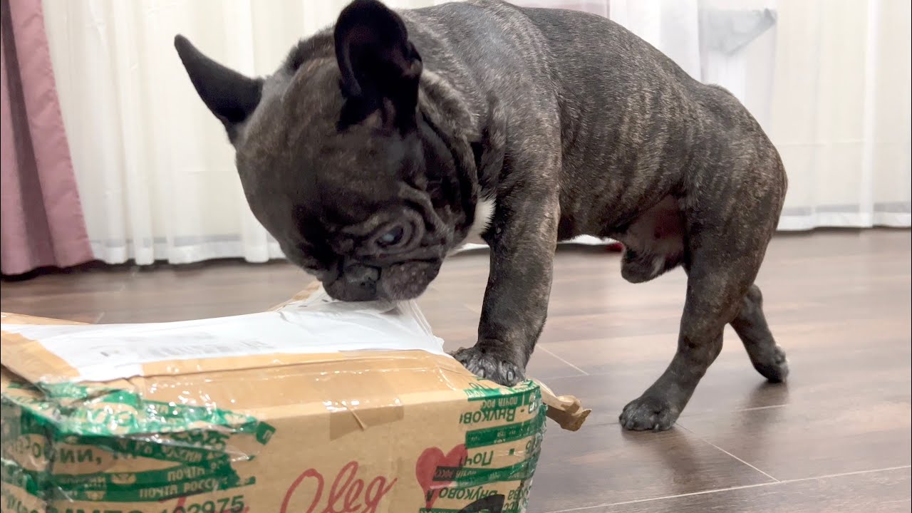 French bulldog received a package from Europe - YouTube