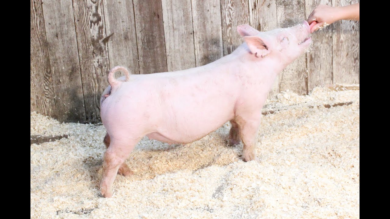 Sept 19_2-2 York Gilt - YouTube