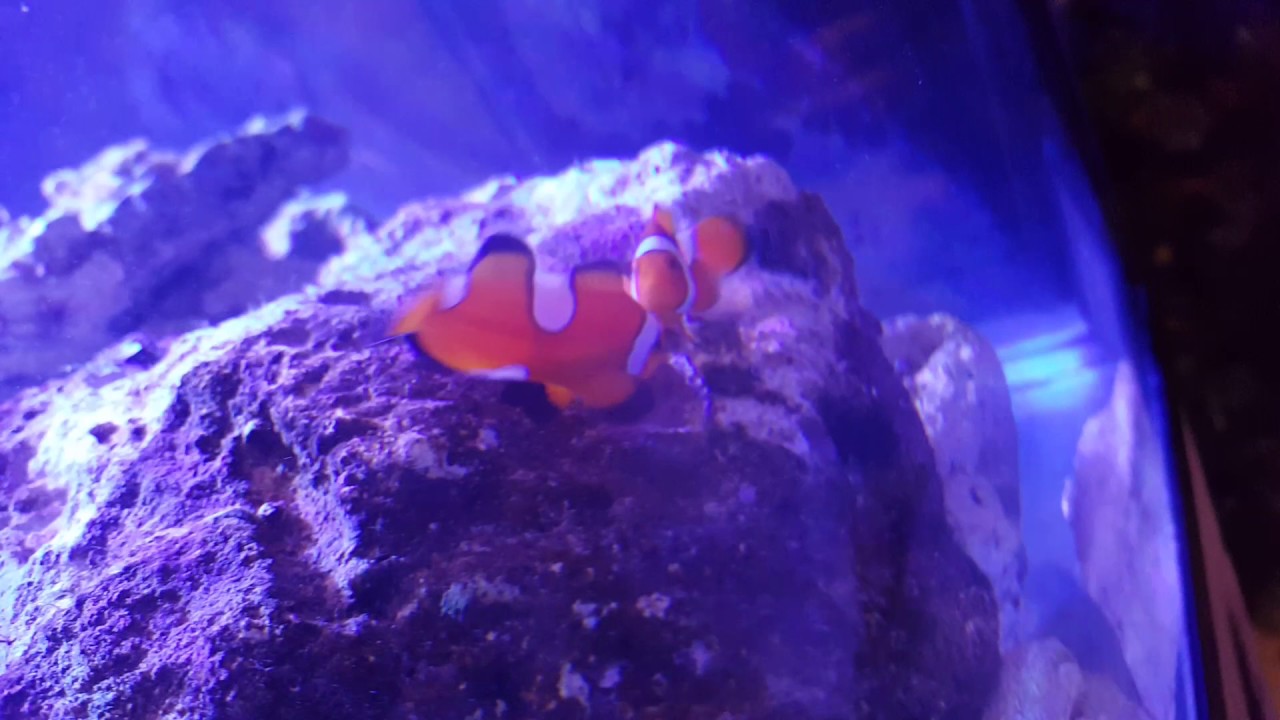 Fighting Nemo - YouTube