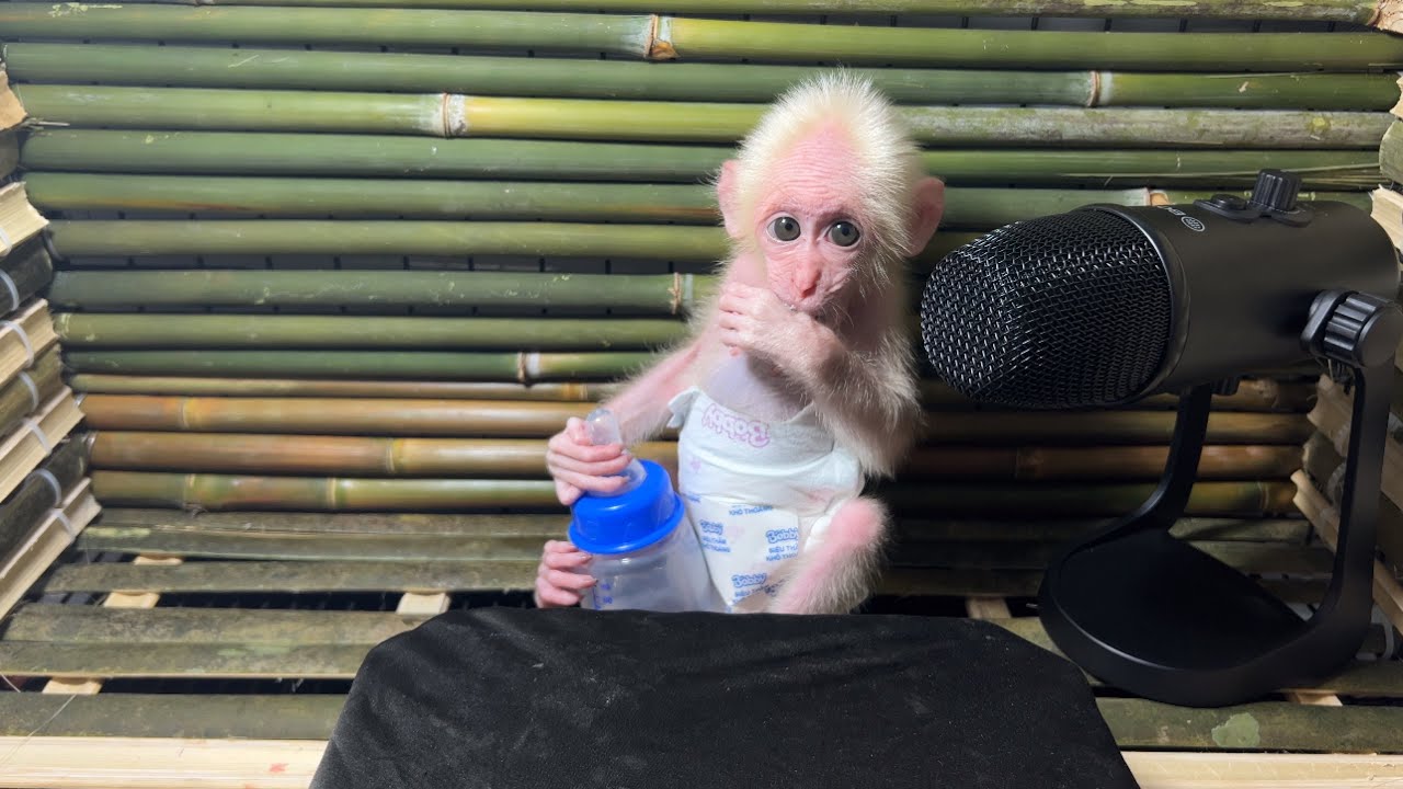 ASMR . Cute Baby Juno Monkey Drinks Nutritious Milk - YouTube