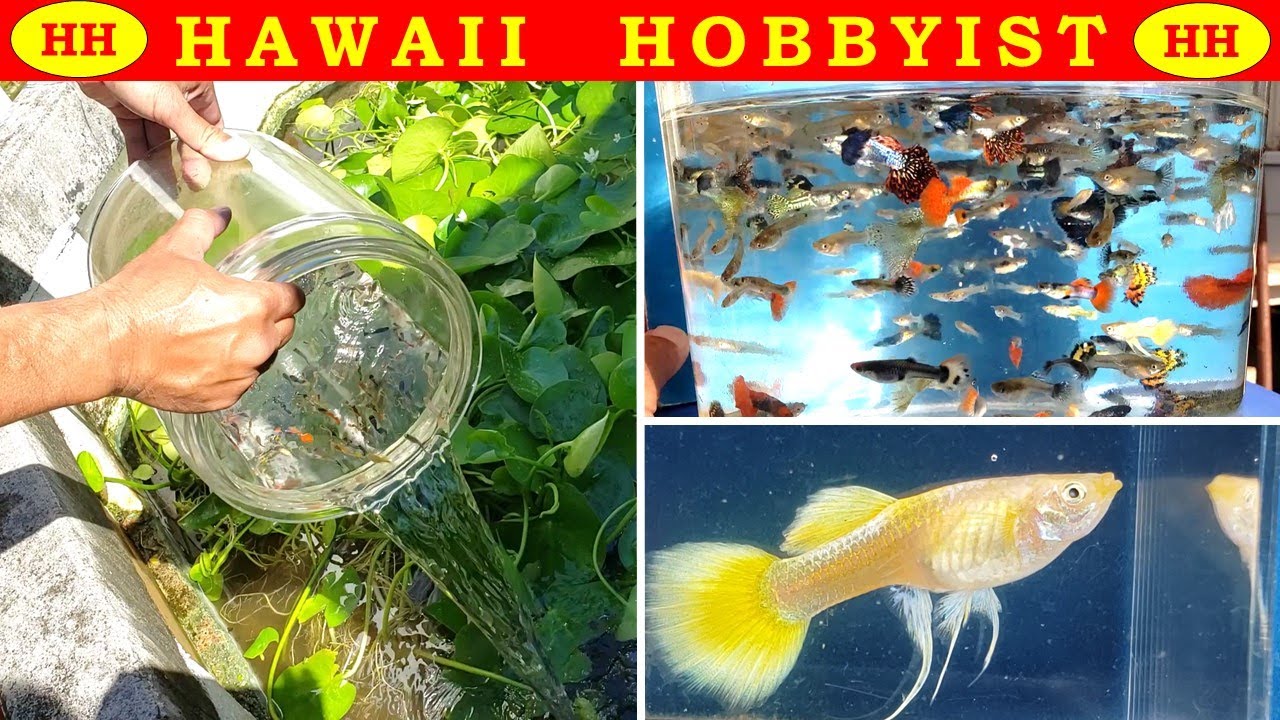 Beautiful Guppy Farm in Paradise and Giving Lots of Guppies Away - YouTube