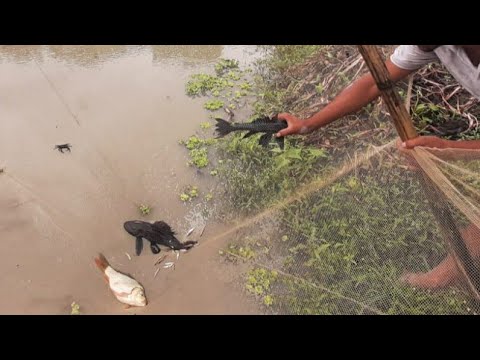 Village net fishing | Sakar fish by net | Viral fishing videos #fishing ...