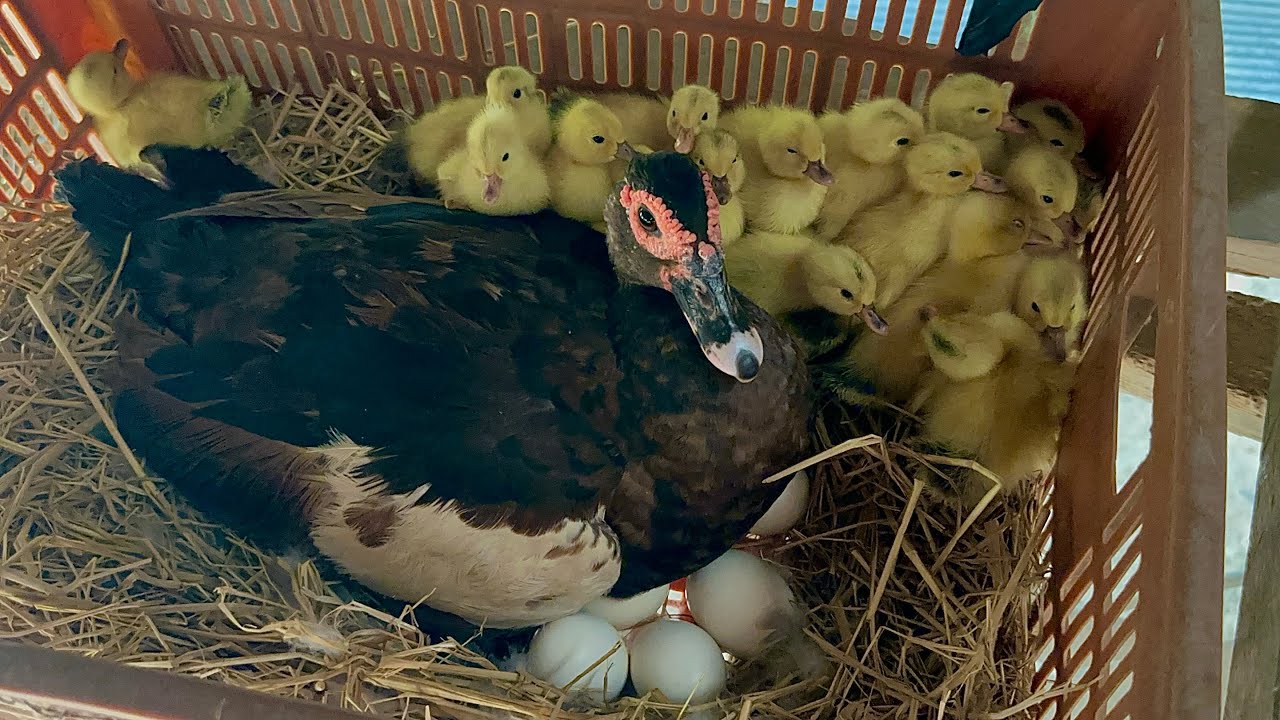 Take 20 Hatched Ducklings || Cute Baby Ducklings - YouTube