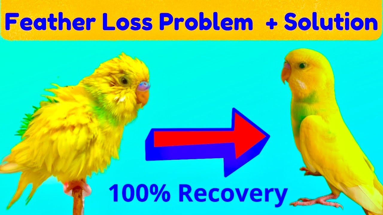 Feather Loss Natural Medicine & Birds Feather Disease: Feather Plucking ...