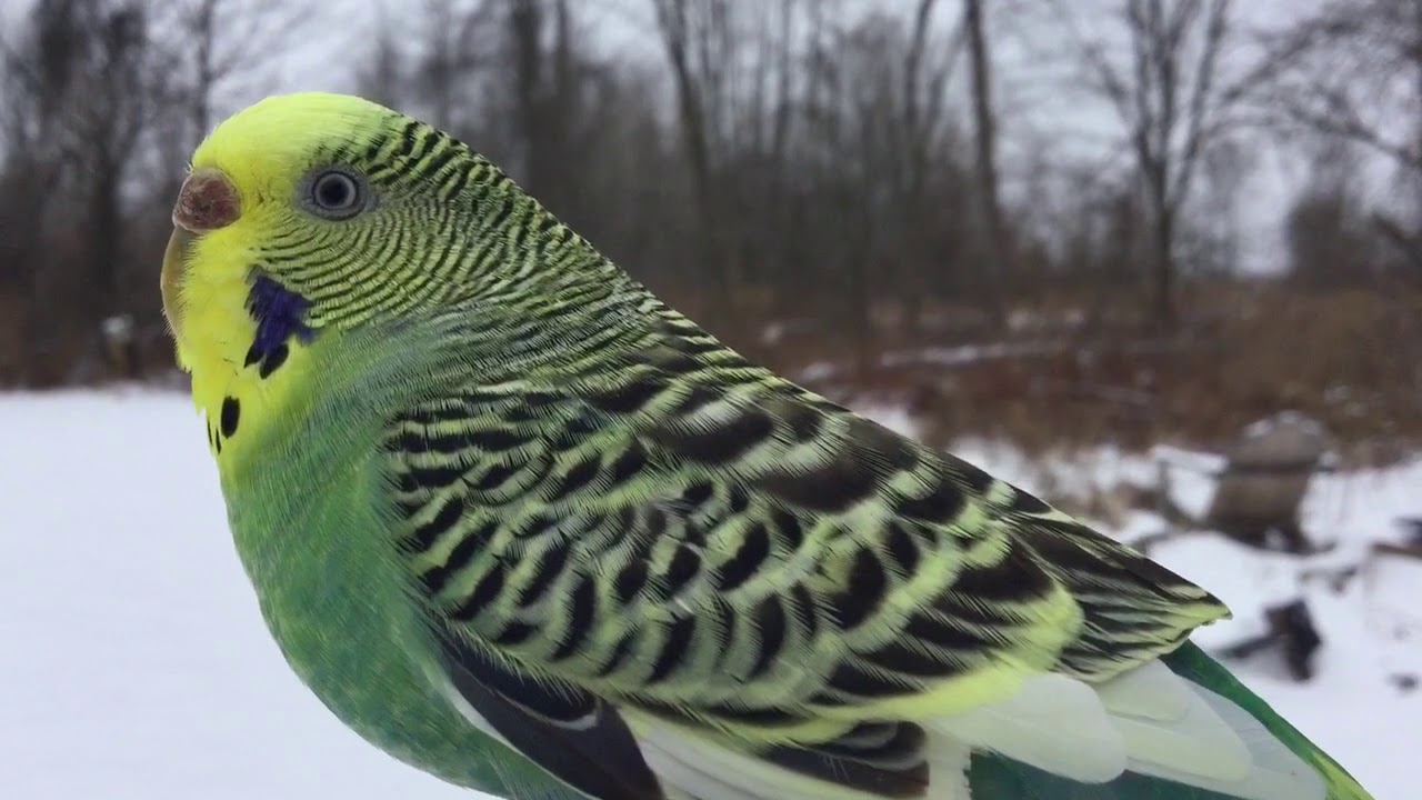 Female Budgie/Parakeet Outside(Viola)(Волнистых попугаев) - YouTube