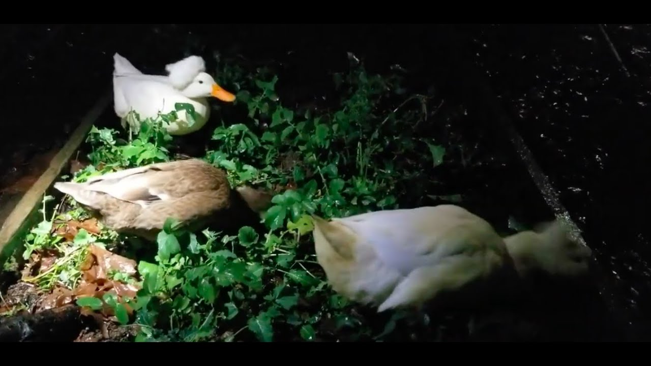 Slug and Grub hunting after dark (with our Ducks!) - YouTube