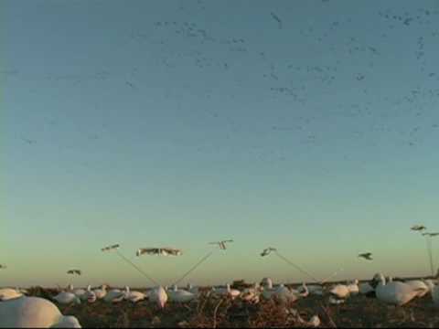 Snow Goose Hunting using Snow Talker Recordings - YouTube