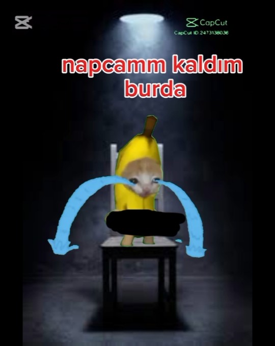 Kedi memes Kaçırıldım #cat #catmeme #catmemes #kedi - YouTube