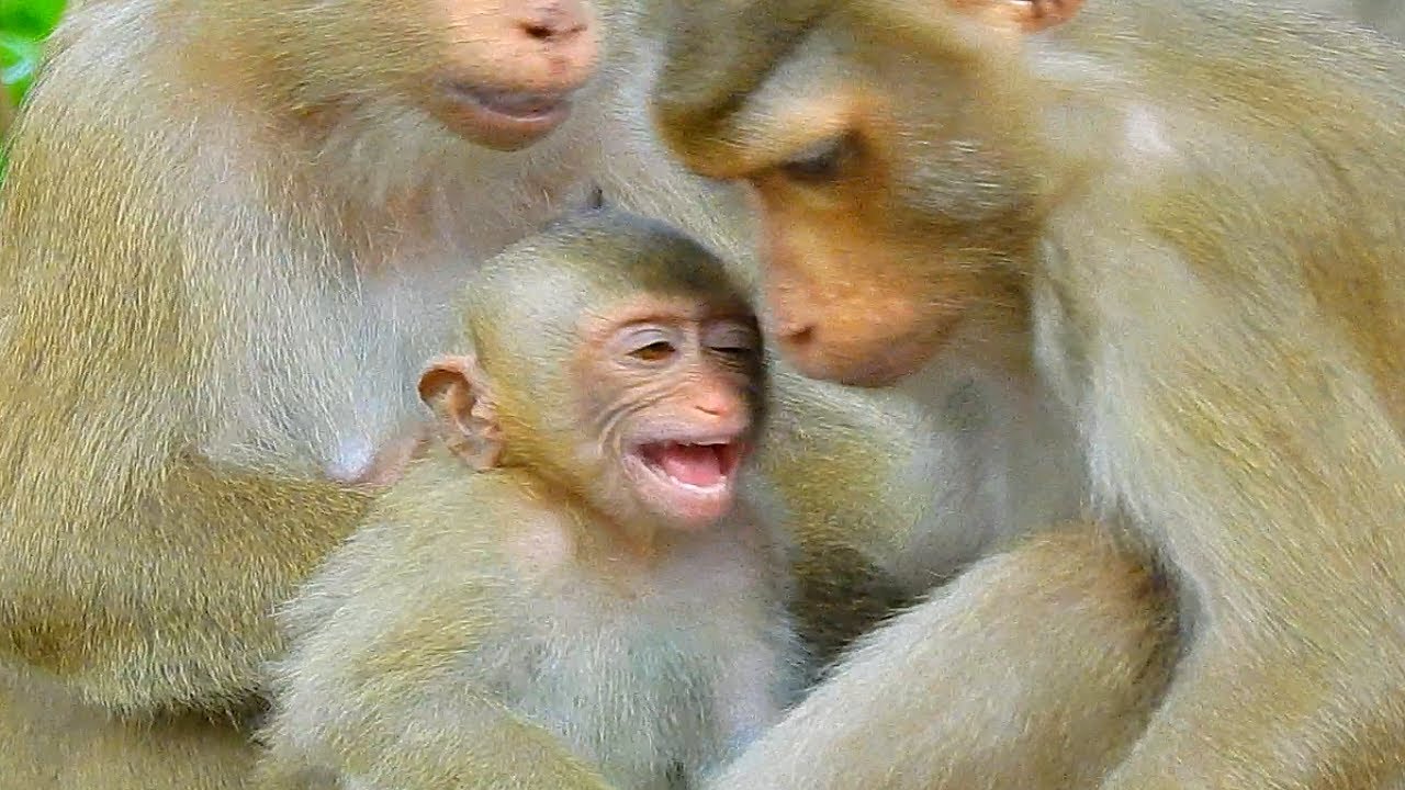 What's happen wrong on little Rainbow, Why Rainbow crying like that ...