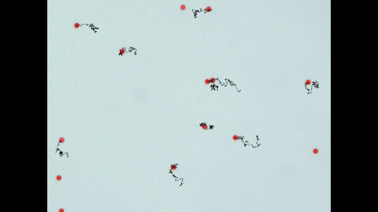 Brownian motion of colloidal particles - YouTube