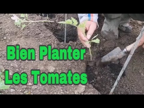 comment repiquer les tomates en pleine terre - YouTube