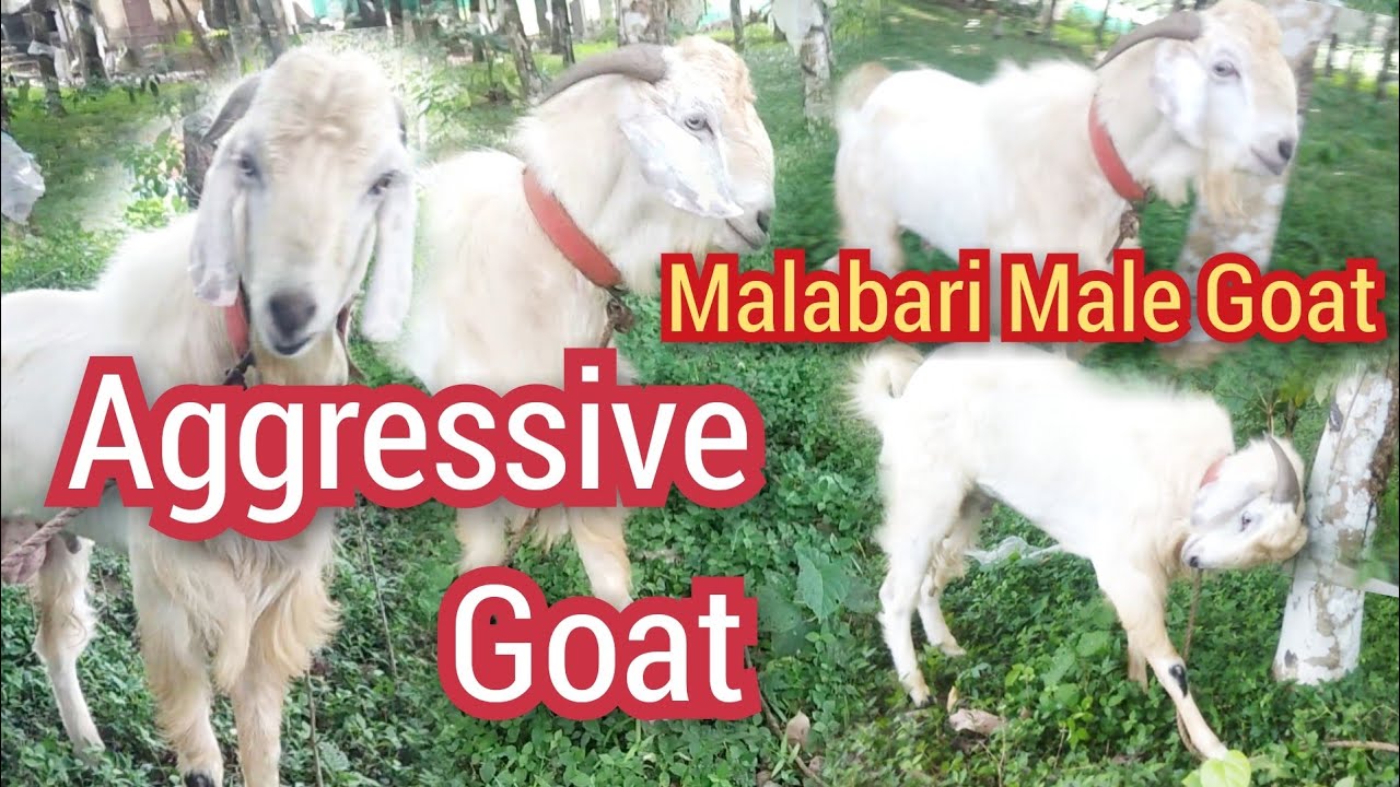 Malabari Goats In Kerala